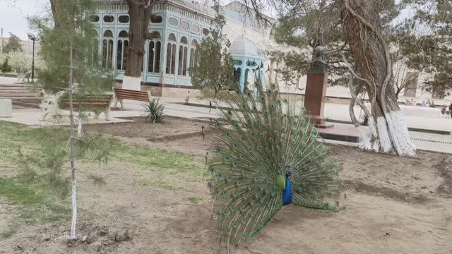 Загородная резиденция эмира (Бухара, Узбекистан).