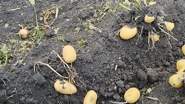 Уборка урожая картофеля 2025 год.