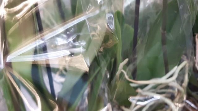 25.08.2025г. Новая поставка орхидей в Лемана Про.