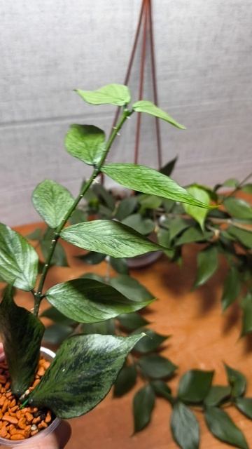 Хойя Полинейра сильвер излишки. Альбомы в ВК и Одноклассниках. 25.08.25.