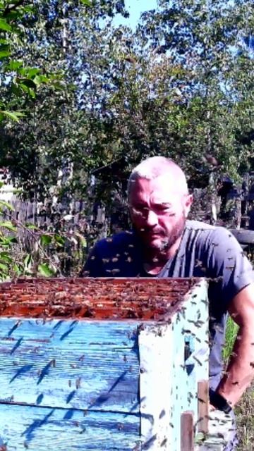 Общение с пчелами без маски: Миф или реальность?