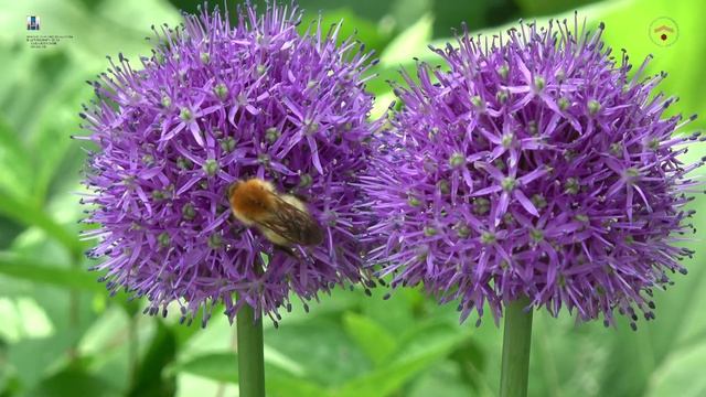 Лисенок первоклассник