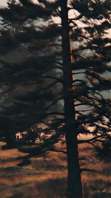 Красивые лошади скачут сна фоне леса 🌳🐎