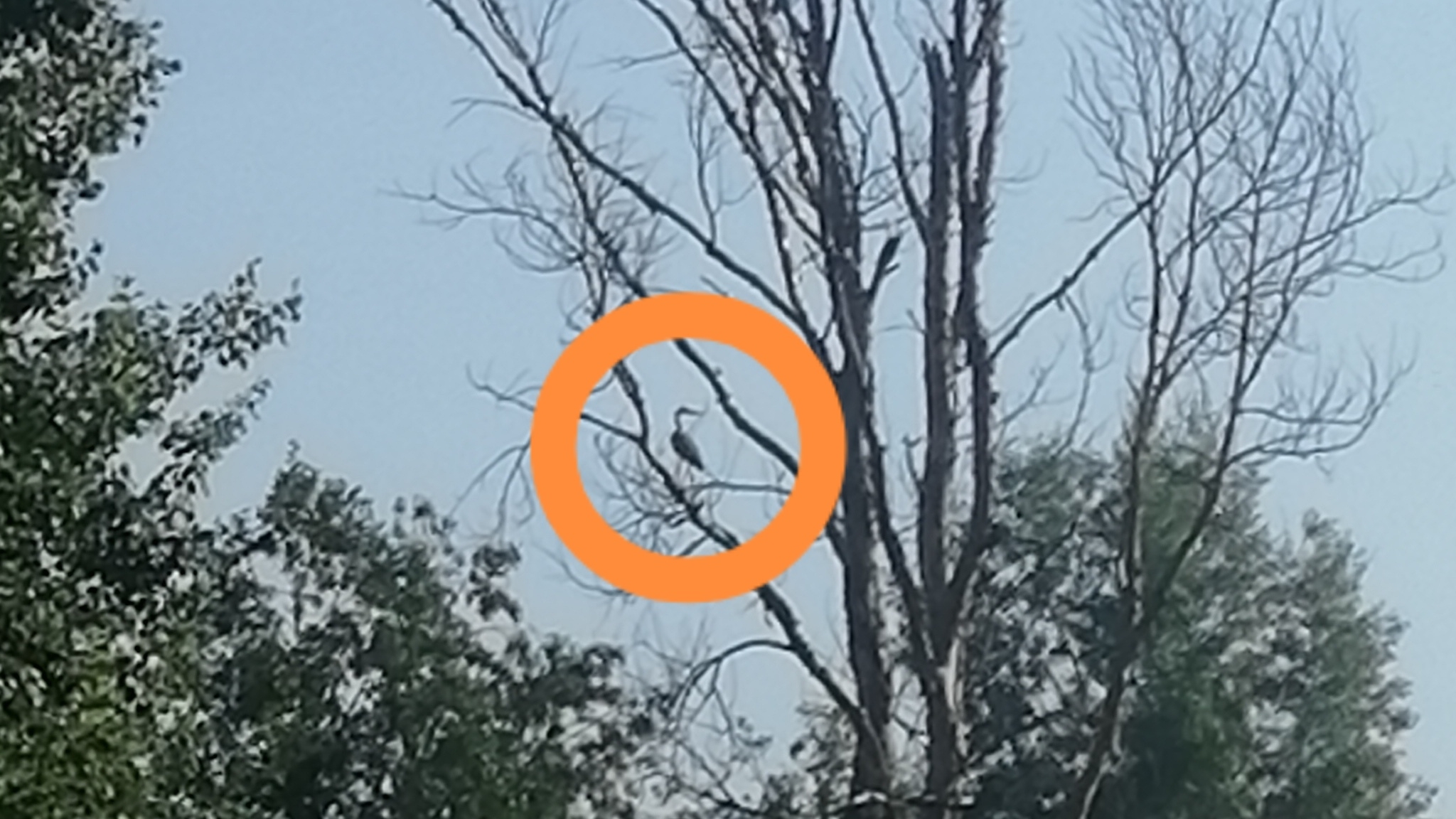 Серая #цапля #Башкирия