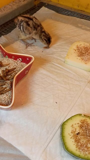 Птенцам фазана 6 дней 25.08.25 #охотничийфазан