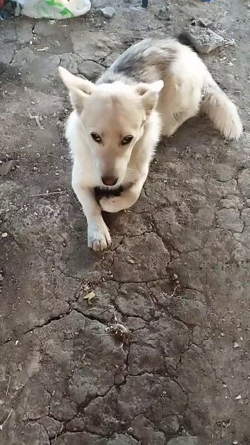 мем про собаку белку ходячий ходячий ходячий ходячий.mp4