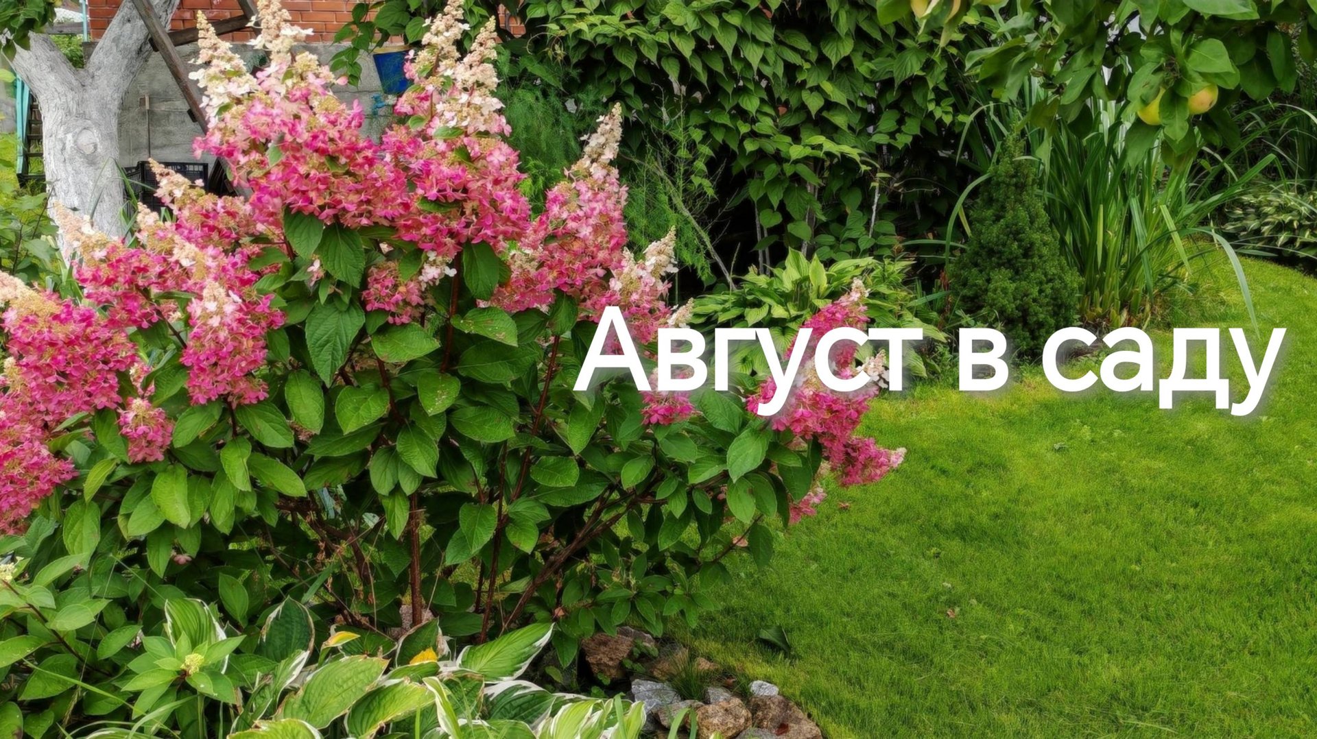 Сад. В августе.