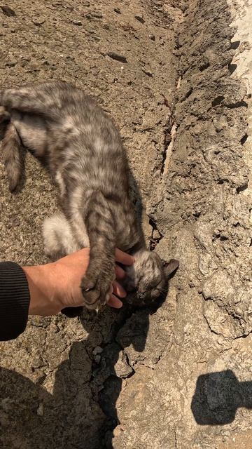 Заводской котик