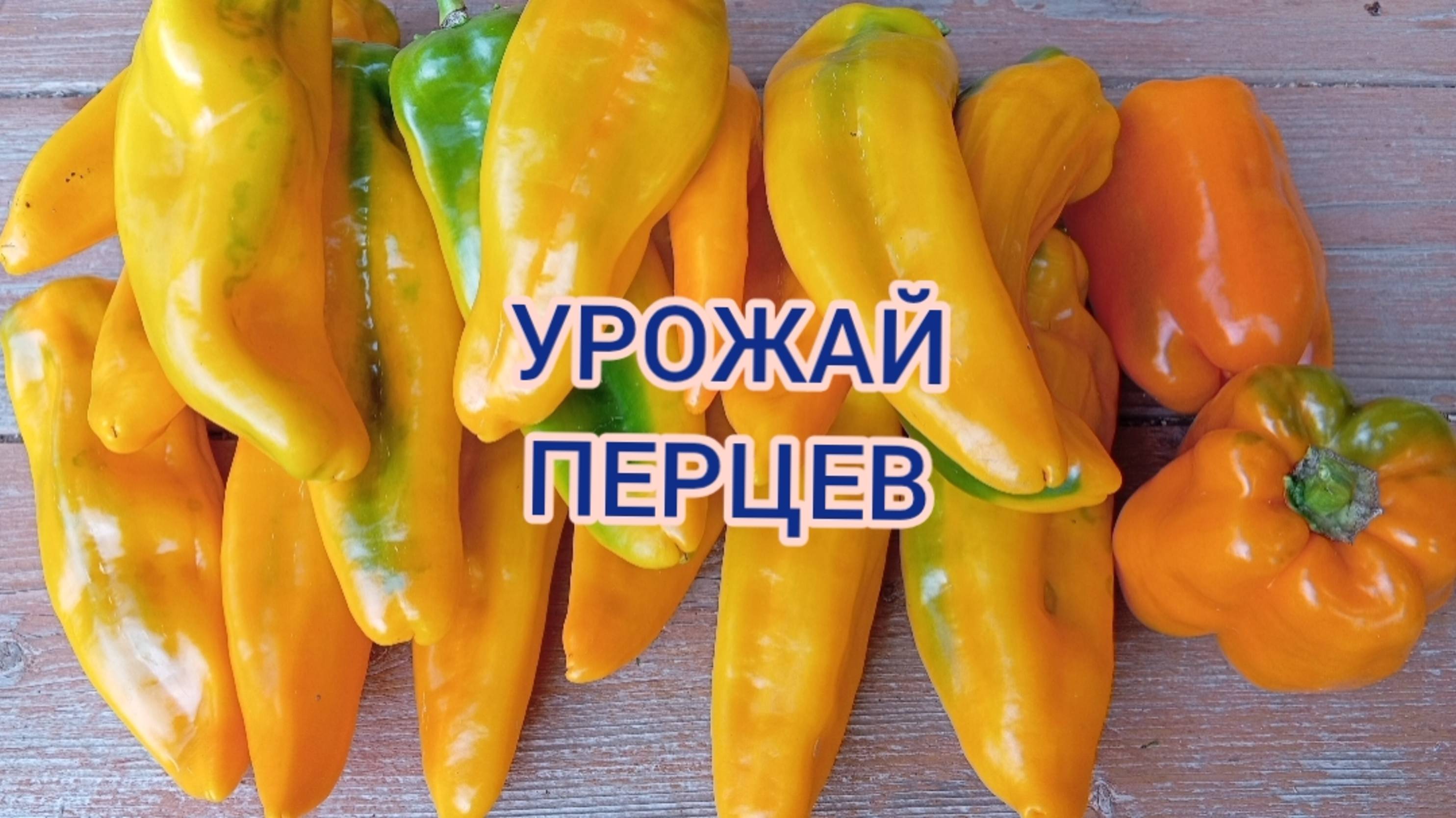УРОЖАЙНЫЕ СОРТА ПЕРЦЕВ.