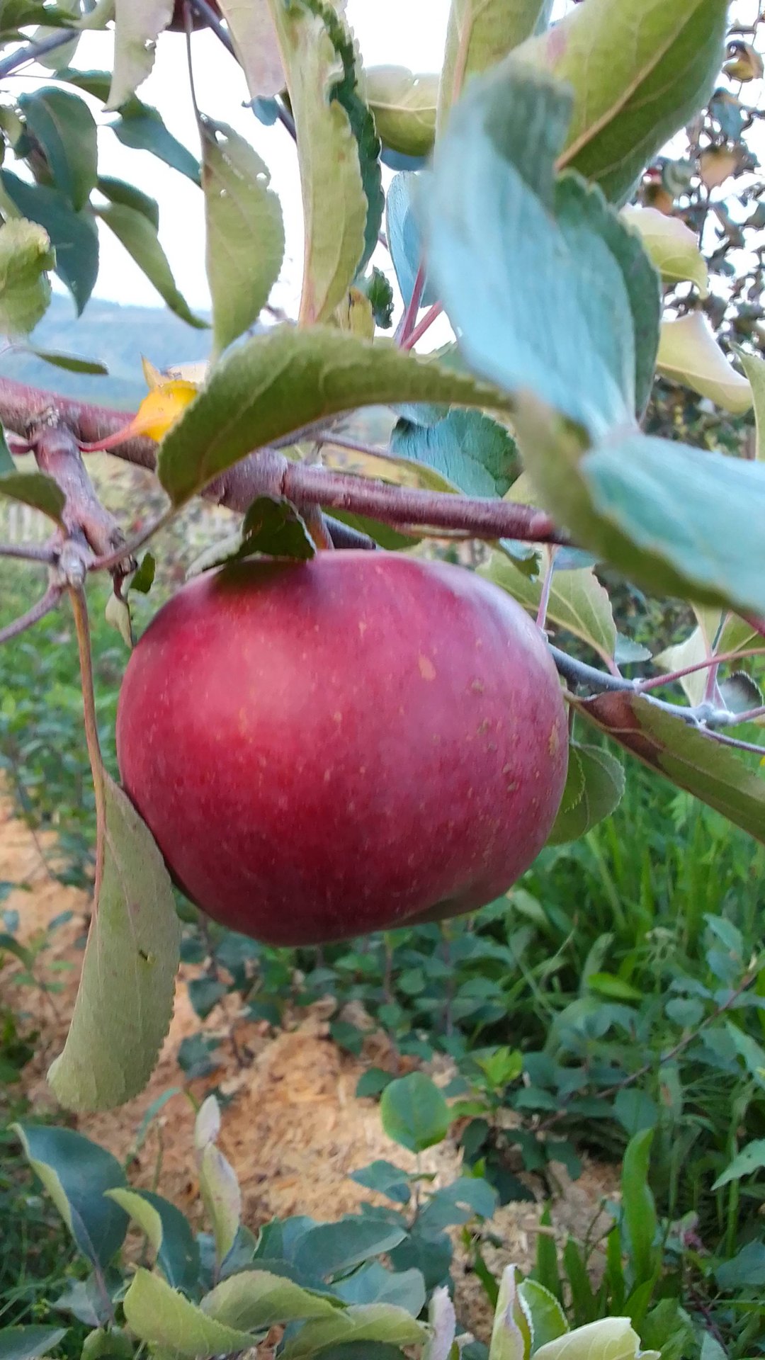 яблоня Коваленковское. замечательный сорт ранне осенних яблок