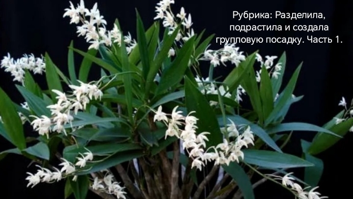 Групповая посадка из подрощенных делёнок дендробиума Delikatum.        Часть 1.