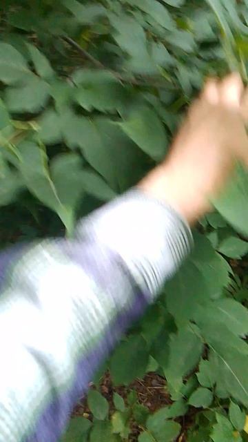 клён ясенелистный