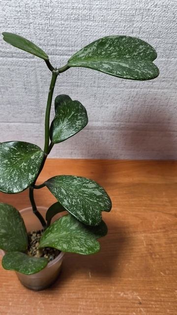 Хойя Кери сплеш излишки. Альбомы с излишками в ВК и Одноклассниках все вопросы там  в личку.