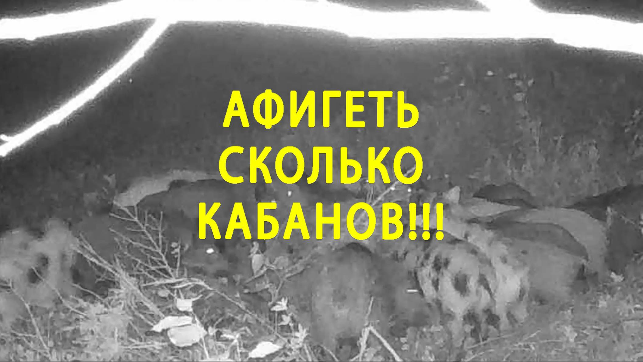 Под покровом леса. Дикие кабаны и их среда обитания. Охота на кабана