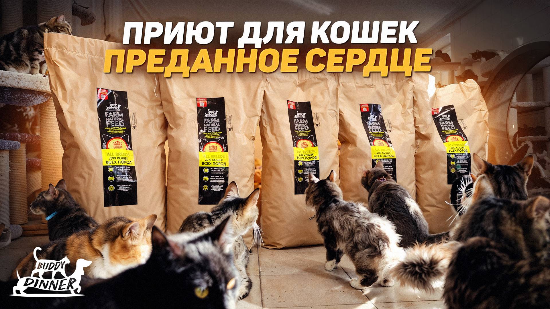 Приют для кошек "Преданное сердце"