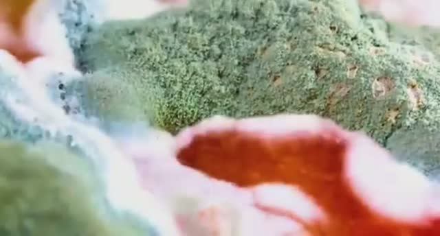 ... Что мы знаем про Плесень...