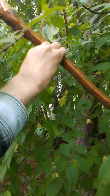 черёмуха маака