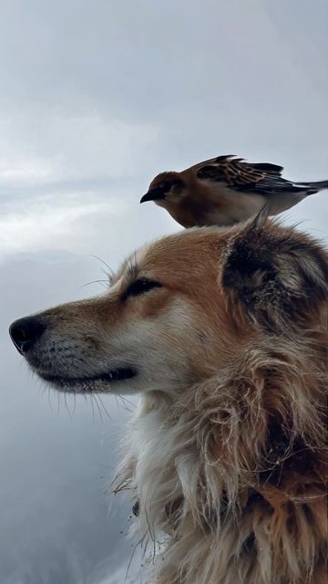 Смотреть в одном направлении. Путешествия. Природа. Животные