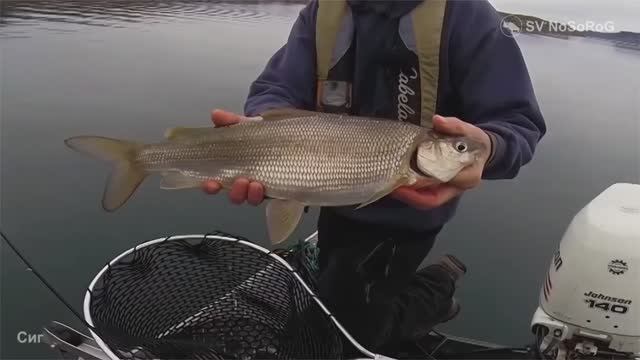 Какие общие черты у представителей рода Корегонусы, Сиги (Whitefishes) — Coregonus Linnaeus, 1758 ?