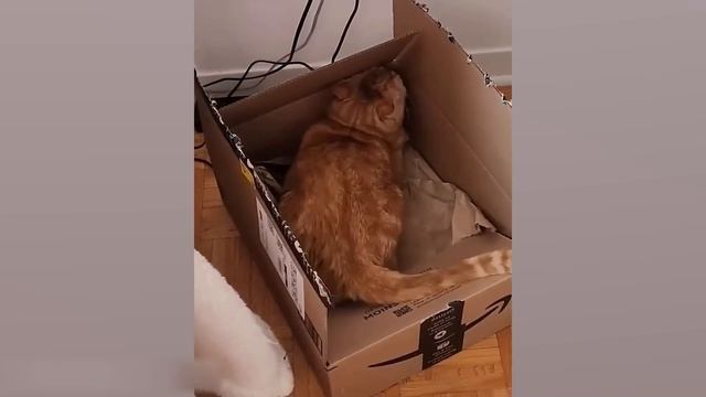 - ТЫ КТО, БЛИН_ Приколы с котами!