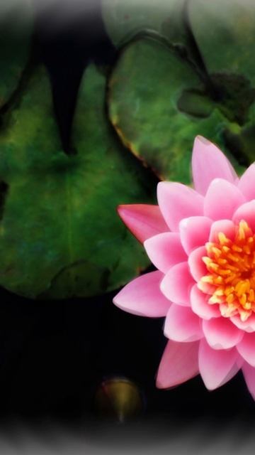 Превратите обычные фото в шедевры с HDR!