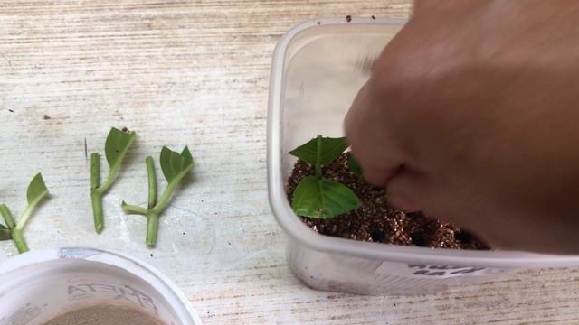 Как черенковать гортензии в конце августа: полезные советы