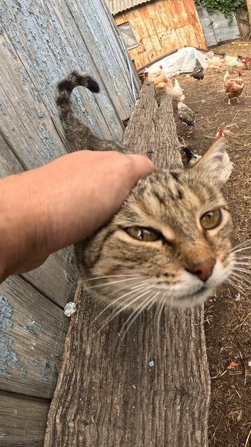 Деревенская кошка 24 08 25г