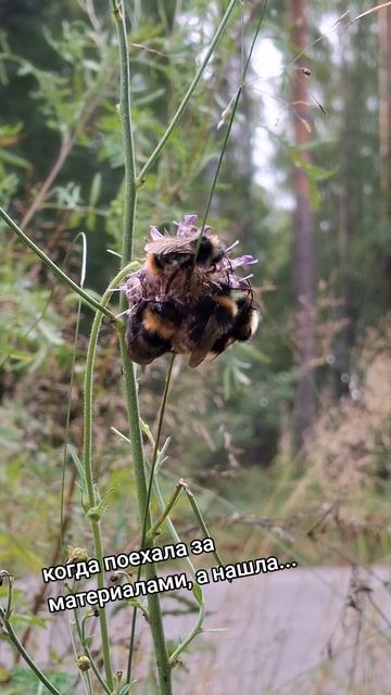 шмелиная туса