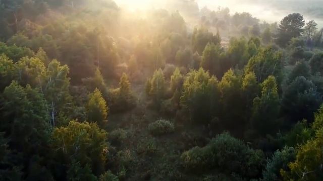 Звуки природы для сна / Релакс