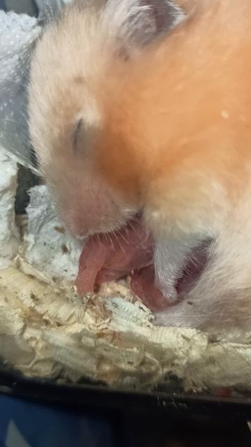 Новорожденные хомячки 25/08/25