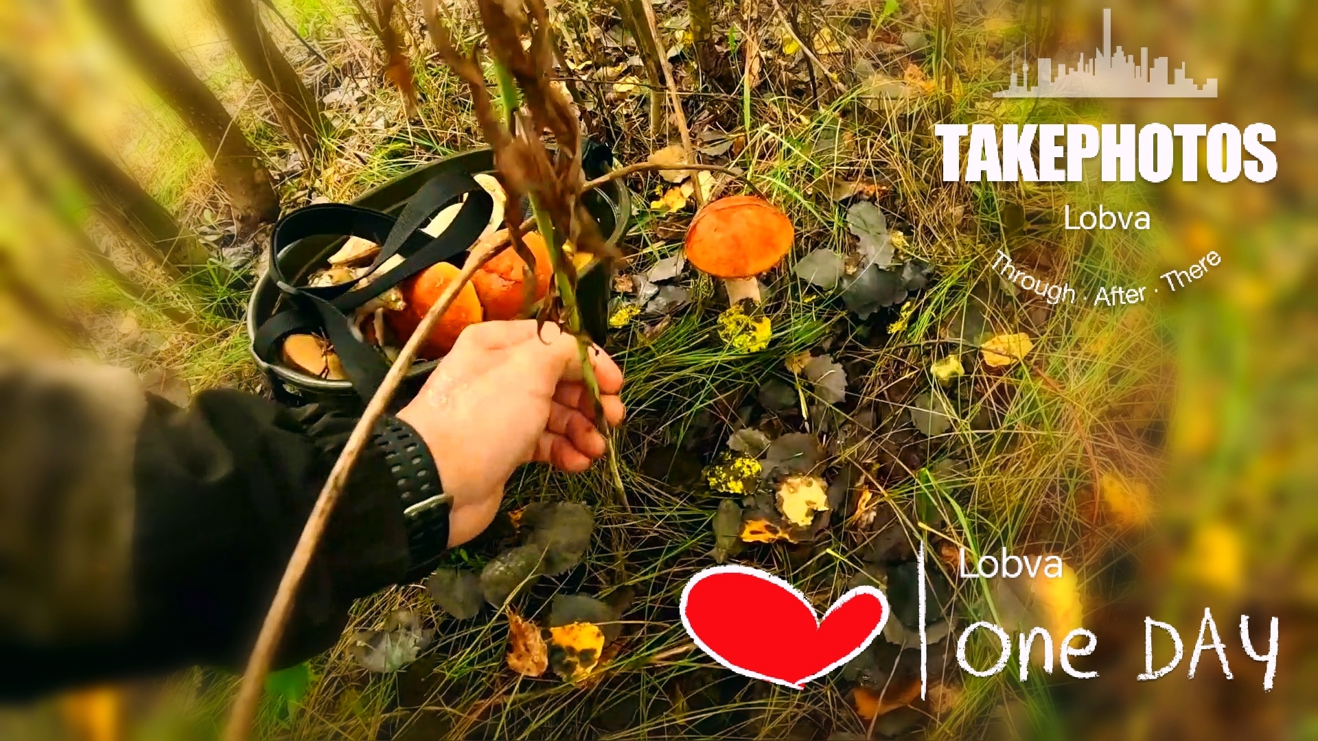 Охота на Грибы. Грибалка после дождя.