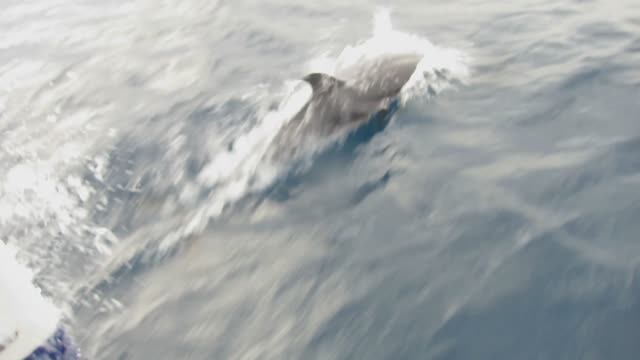 Мальта-Сицилия. Встреча с дельфинами (2013)