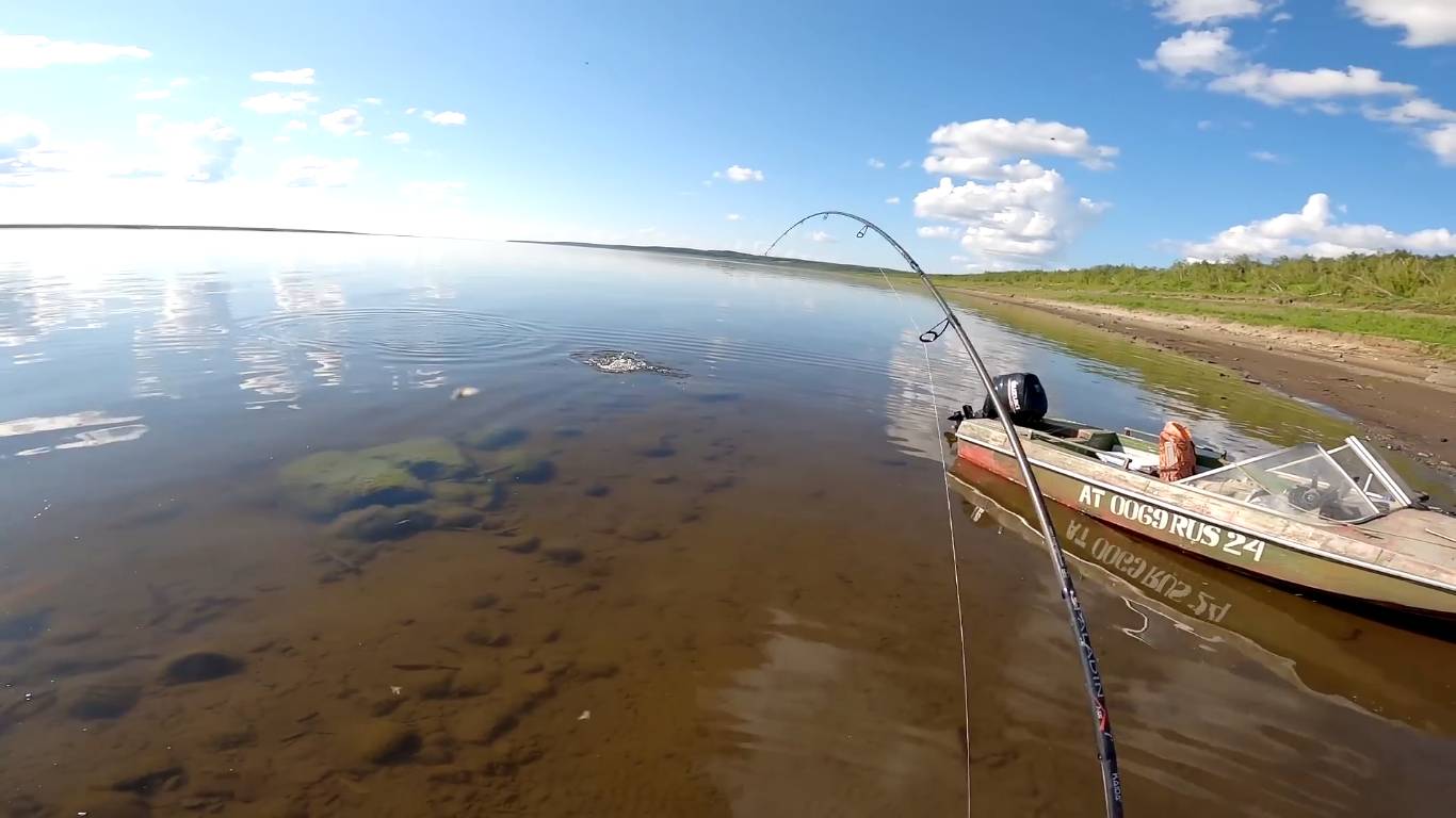 Вновь Енисей и рыбалка по хищнику.