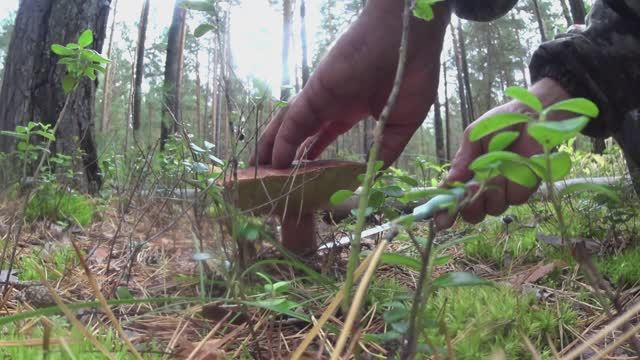 Грибы от сбора в лесу и до подачи на стол.