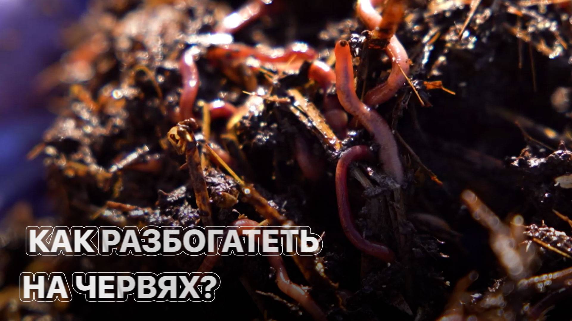 В России работает несколько тысяч вермиферм. ЗЕМЛЕХОД