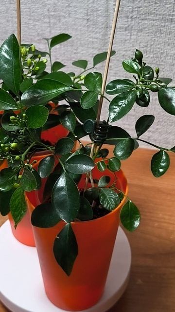 Мурайя Метельчатая излишки. 25.08.25.