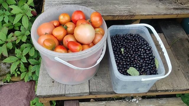 Перерыв между дождиками: собираю, что выросло, котик и гортензии / vlog дача как есть 24.08.2025