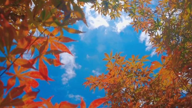 Цветы : Творения Бога в каждом лепестке