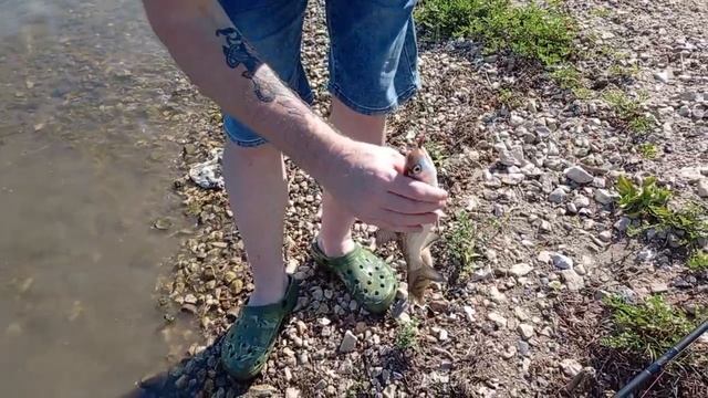 Рыбалка в Астрахани поймали Воблу