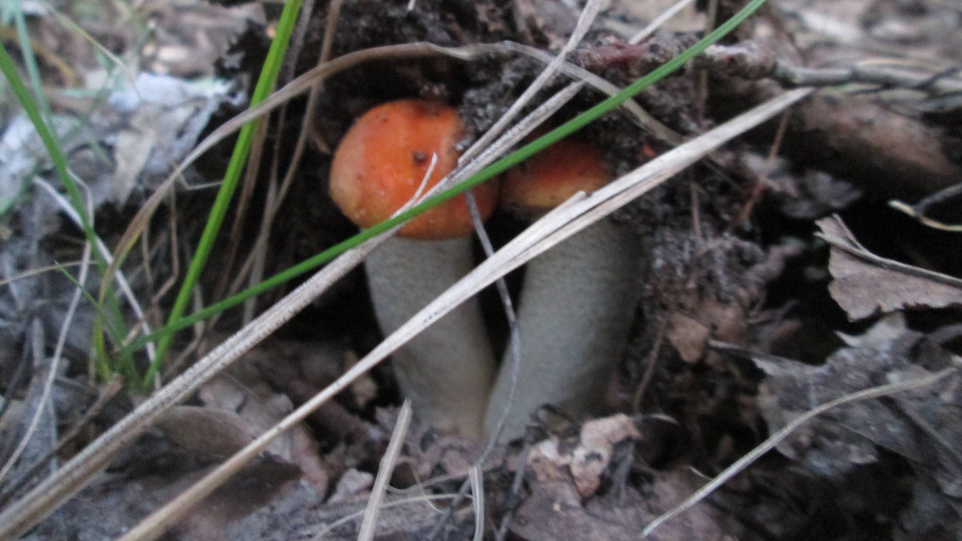 Собираем грибы