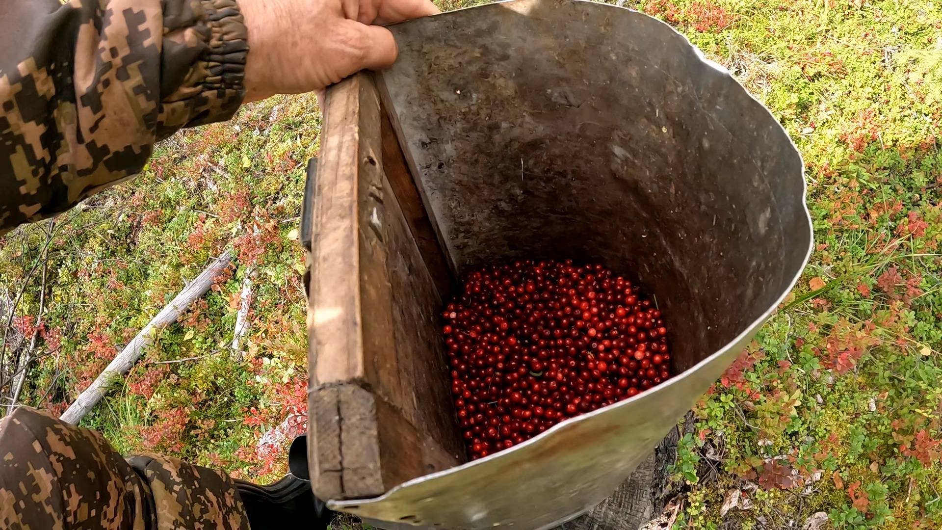 Собираем дары леса.