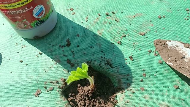 Посадил и забыл, или чем я подкармливаю рассаду клубники при посадке