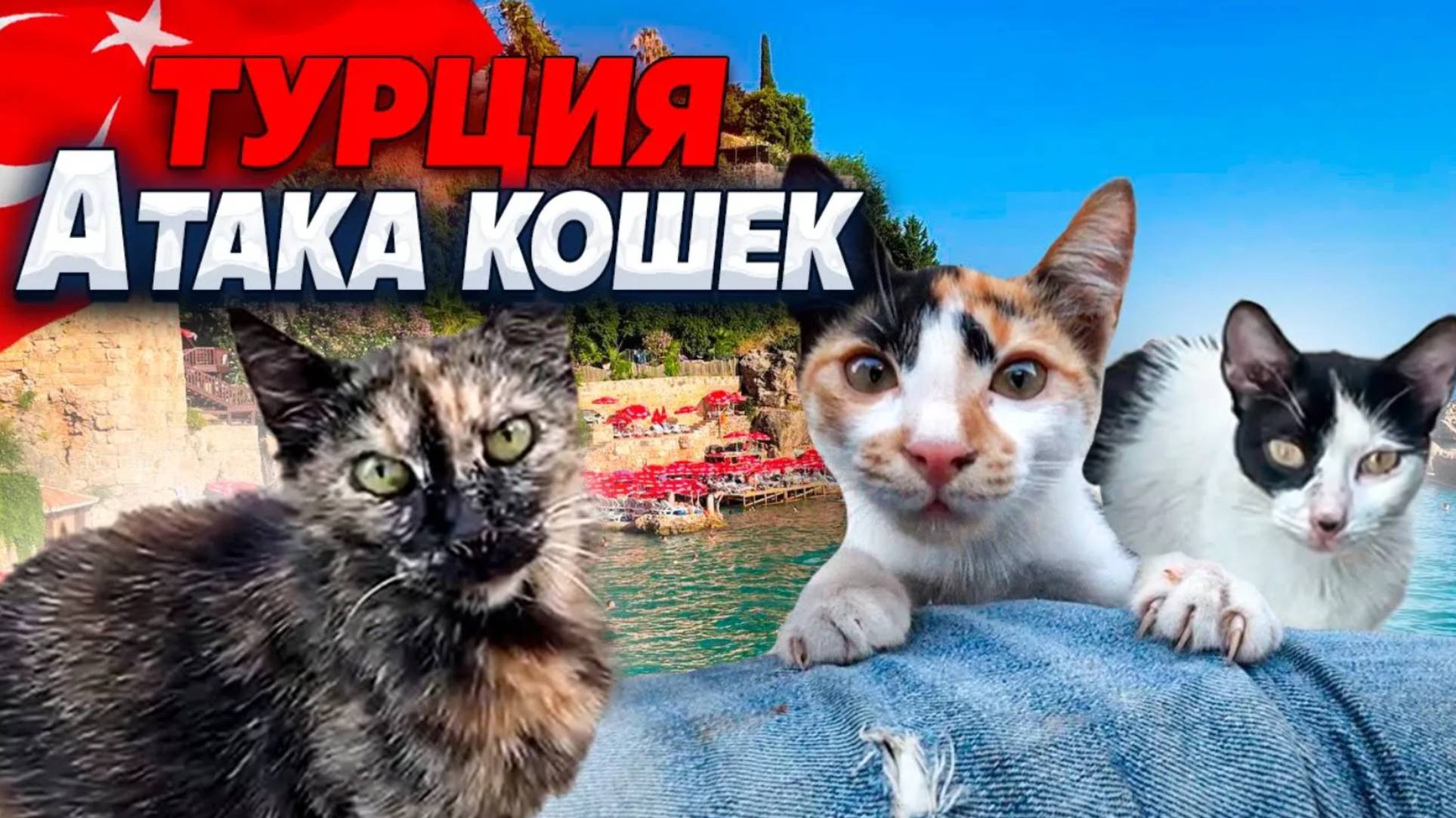 Анталья 2024. Атака кошек. Запускал дрон там, где нельзя!