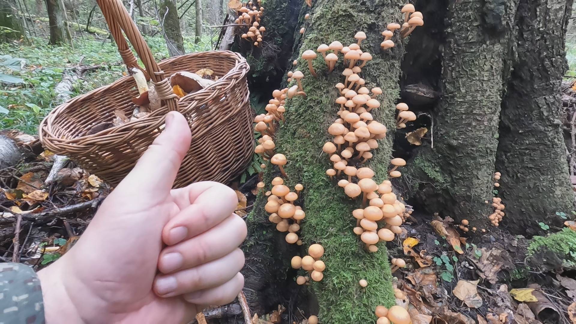 💥СБОР ГРИБОВ в КОНЦЕ АВГУСТА 2025 в ПОДМОСКОВЬЕ👉ОПЯТА ПОЖИРАЮТ ДЕРЕВЬЯ🌧ПОПАЛ ПОД ДОЖДЬ
