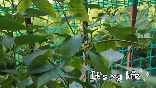 Первый опыт выращивания перца на балконе.Собираю урожай🌶️