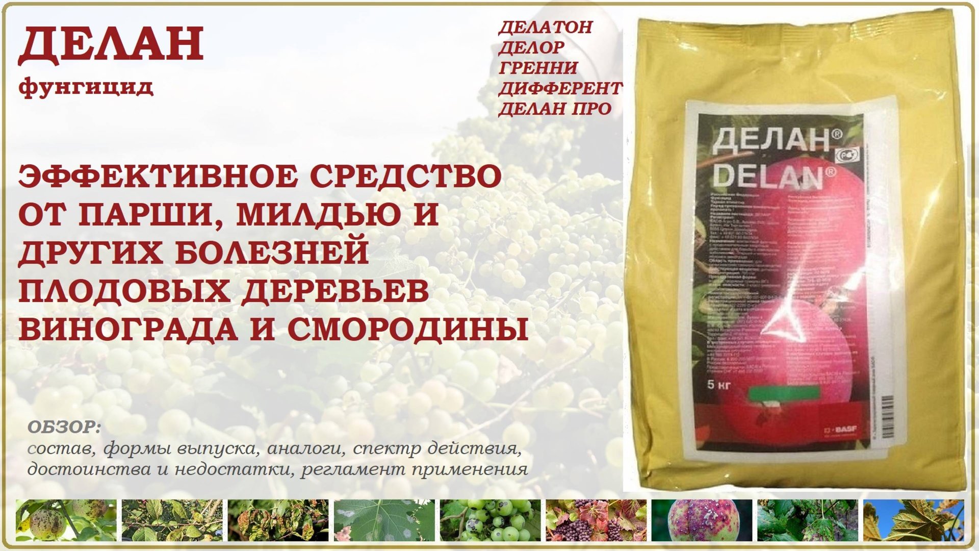 Делан- эффективное средство от болезней плодовых, винограда и смородины.Обзор фунгицида и аналогов