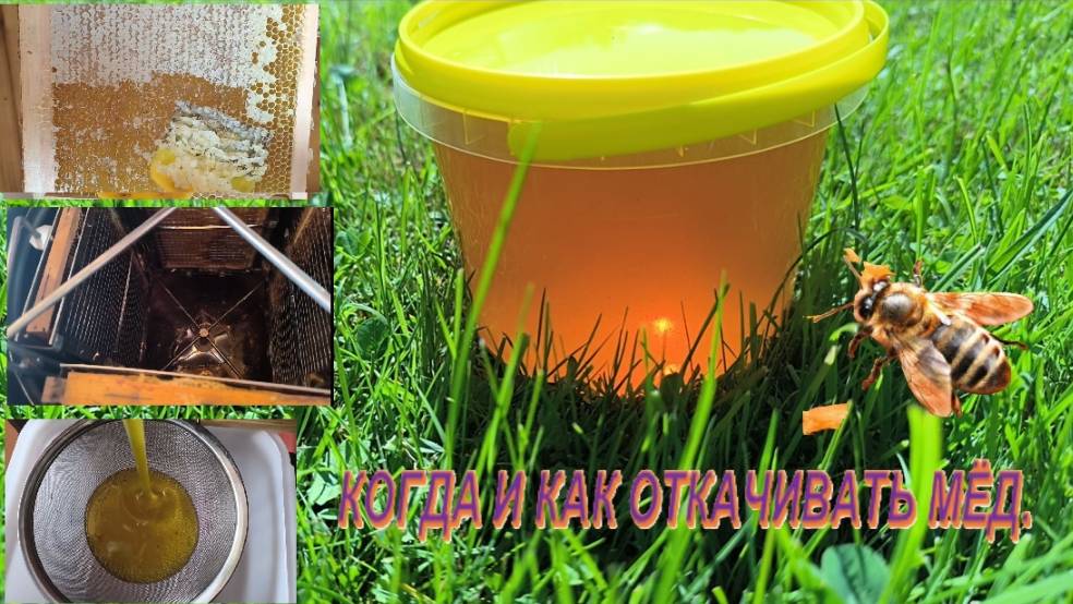 Когда и как правильно качать мед. Что такое забрус и его полезные свойства  Время сбора меда.  #мед