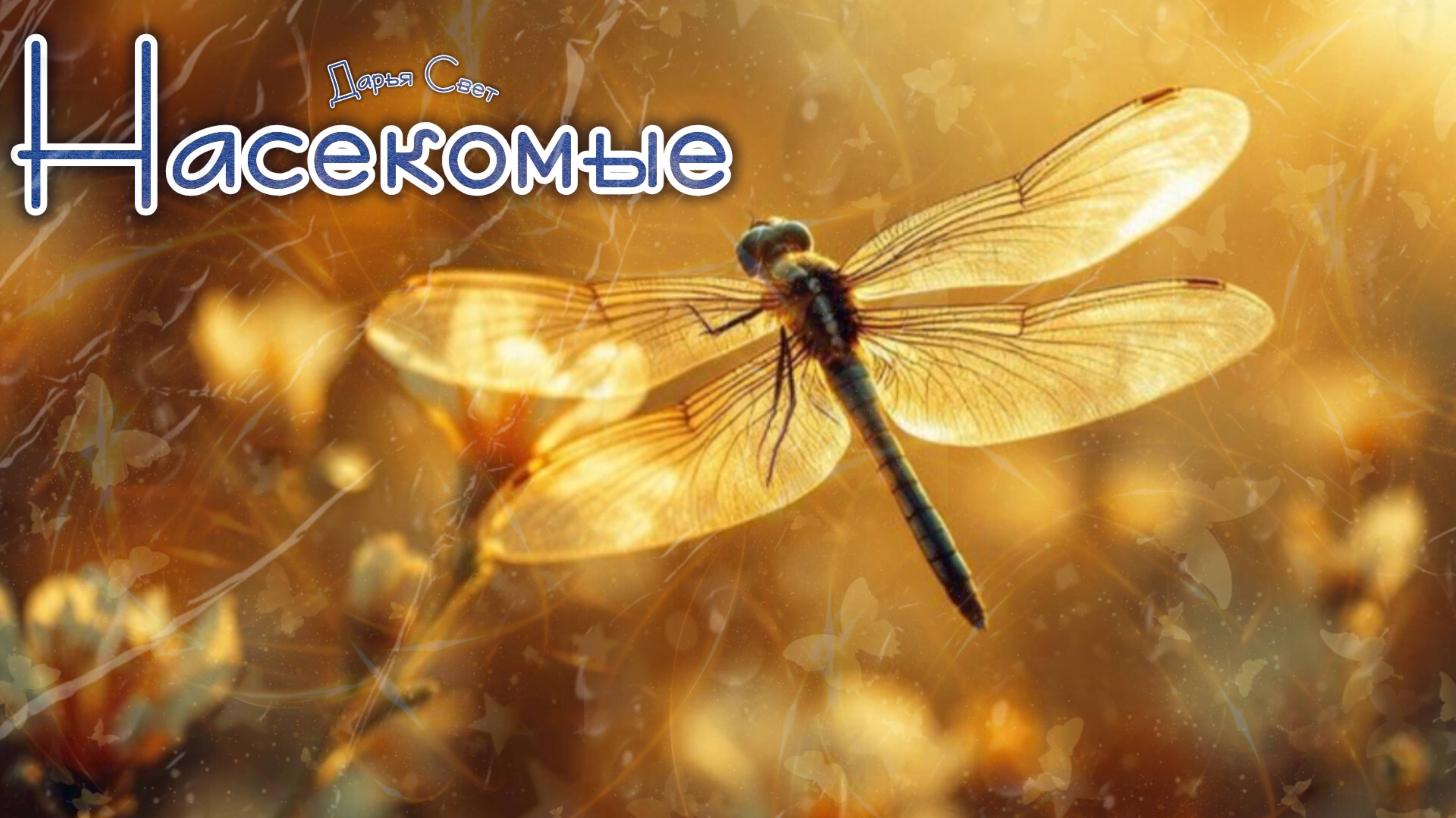 Красивые стрекозы. Маленькие вертолётики. Август 2025