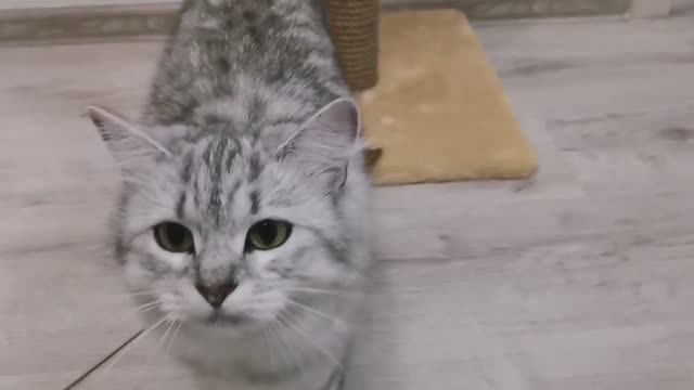 Как порадовать свою киску, конечно же новой когтеточкой