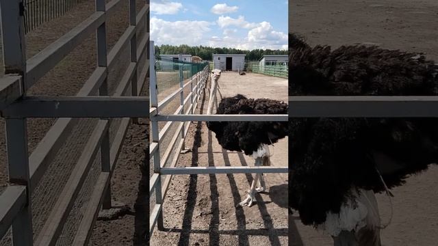 Зоопарк Юрибей